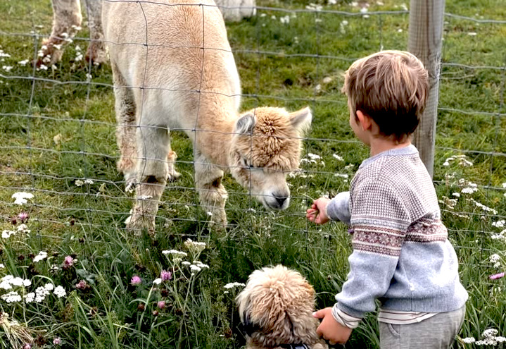 Lillavendel - Matrike Vestfold